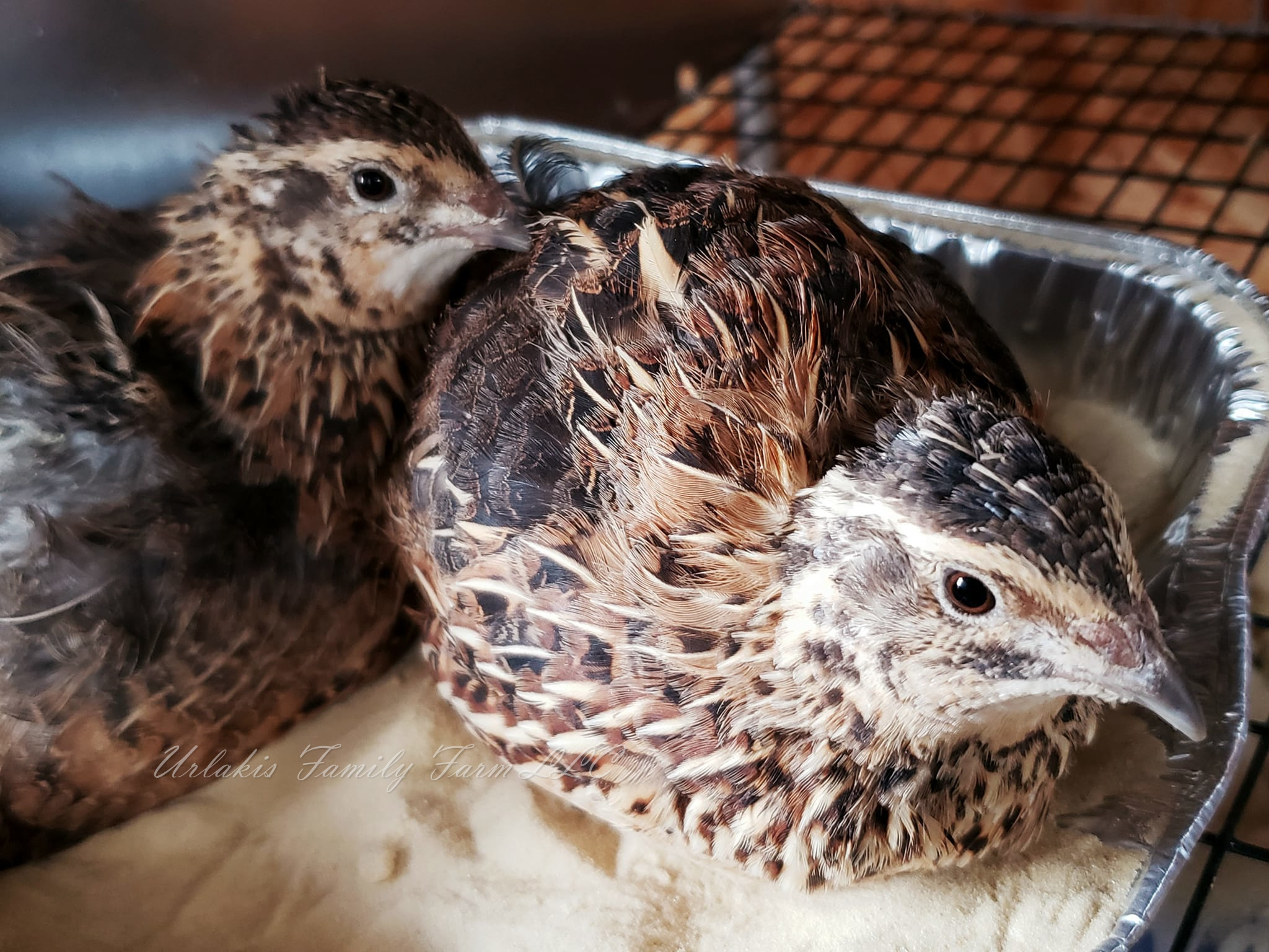 Coturnix Quail – Urlakis Family Farm, LLC