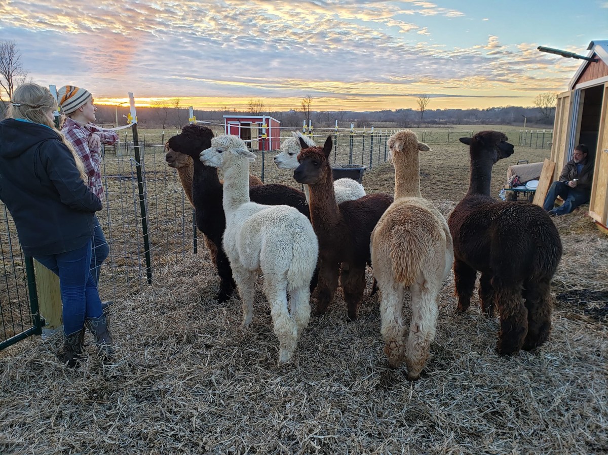 What Makes Alpaca Fiber So Special? – Urlakis Family Farm, LLC